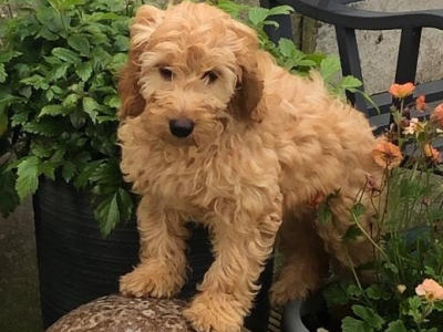 Cockapoo dogs for sale in Ireland