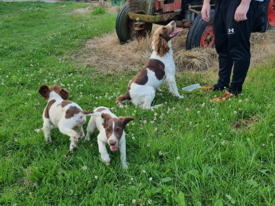 Spaniel dogs for sale in Ireland