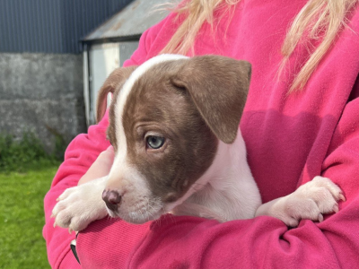 Bull Terrier dogs for sale in Ireland