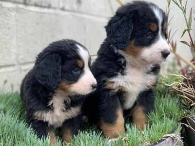 Bernese Mountain Dog dogs for sale in Ireland
