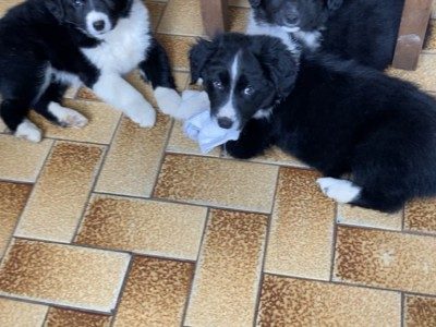 Border Collie dogs for sale in Ireland