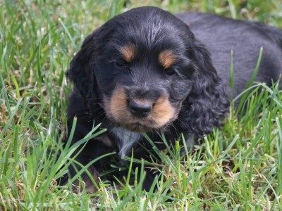 Cocker Spaniel dogs for sale in Ireland