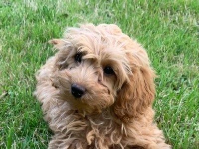 Cavapoo dogs for sale in Ireland