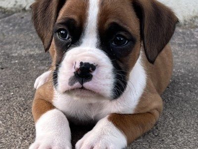 Boxer dogs for sale in Ireland