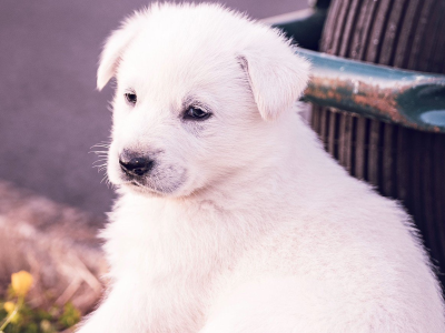 White Swiss Shepherd dogs for sale in Ireland