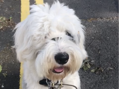 Old English Sheepdog dogs for sale in Ireland