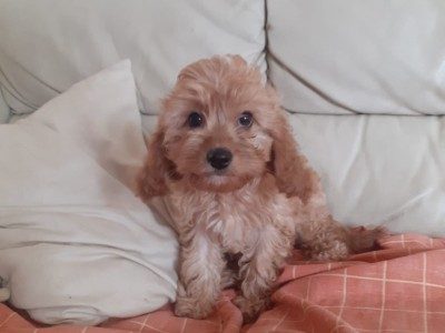 Cavapoo dogs for sale in Ireland
