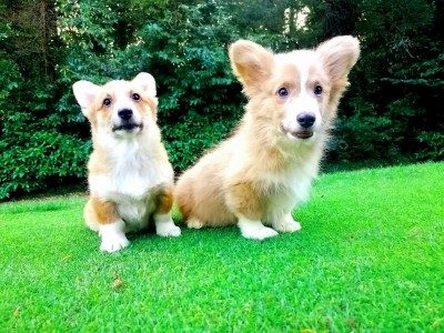 Welsh Corgi Pembroke dogs for sale in Ireland