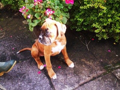 Boxer dogs for sale in Ireland