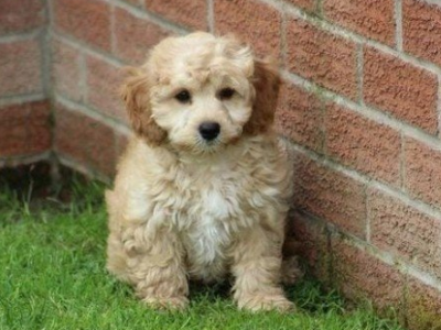 Cavapoo dogs for sale in Ireland
