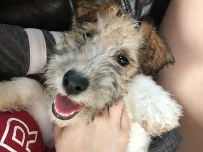 Wire Haired Terrier Poodle Mix