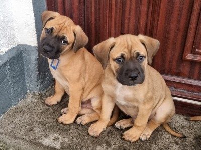 Boxer dogs for sale in Ireland