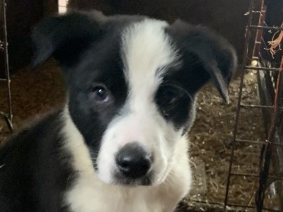 Border Collie dogs for sale in Ireland