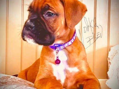 Pedigree Dogs Ireland - The largest selection of pedigree dogs