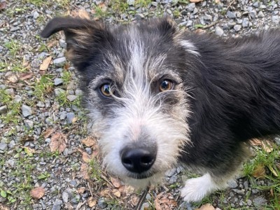 Border Collie dogs for sale in Ireland