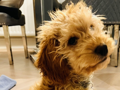 Puppies for sale in Ireland - The largest selection of puppies