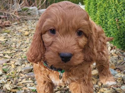 Puppies for sale in Ireland - The largest selection of puppies