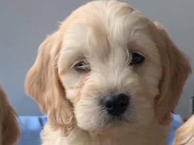 Cockapoo dogs for sale in Ireland