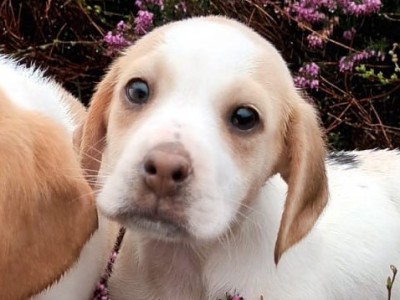 Beagle dogs for sale in Ireland