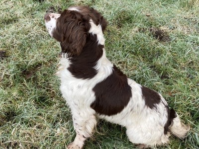 Stud dogs in Ireland