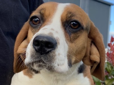 Beagle dogs for sale in Ireland