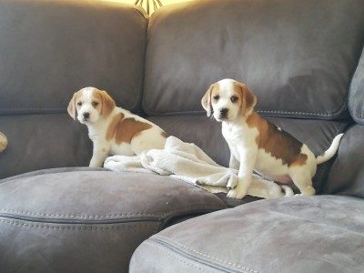 Beagle dogs for sale in Ireland