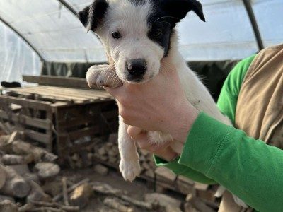 Border Collie dogs for sale in Ireland