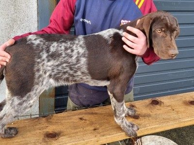 German Shorthaired Pointer dogs for sale in Ireland