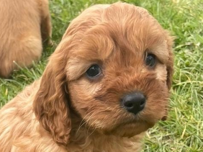 Cavapoo dogs for sale in Ireland