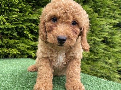 Cavapoo dogs for sale in Ireland