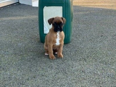 Boxer dogs for sale in Ireland