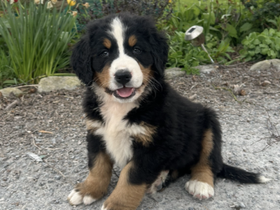 Bernese Mountain Dog dogs for sale in Ireland