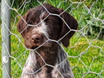 German Shorthaired Pointer dogs for sale in Ireland