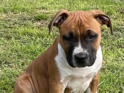 American Staffordshire Terrier dogs for sale in Ireland
