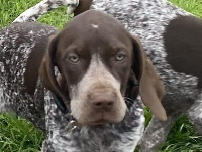 German Shorthaired Pointer dogs for sale in Ireland