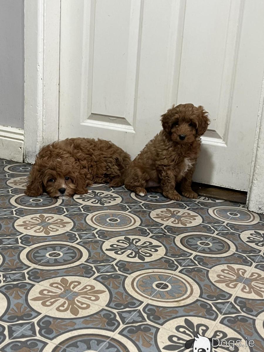 Beautiful health checked royal red & jet black Cavapoo puppies in ...