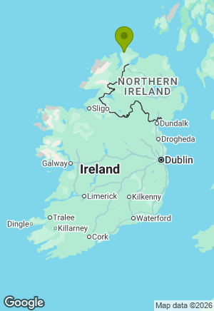 Purebred Shih Tzu pup male - dogs.ie